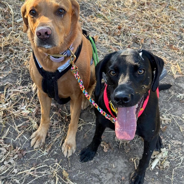 4 Dog Sled Line - Etsy