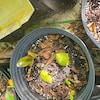 30 SEEDS Bitter Melon Momordica Charantia Bitter Gourd Melon Cundeamor ...