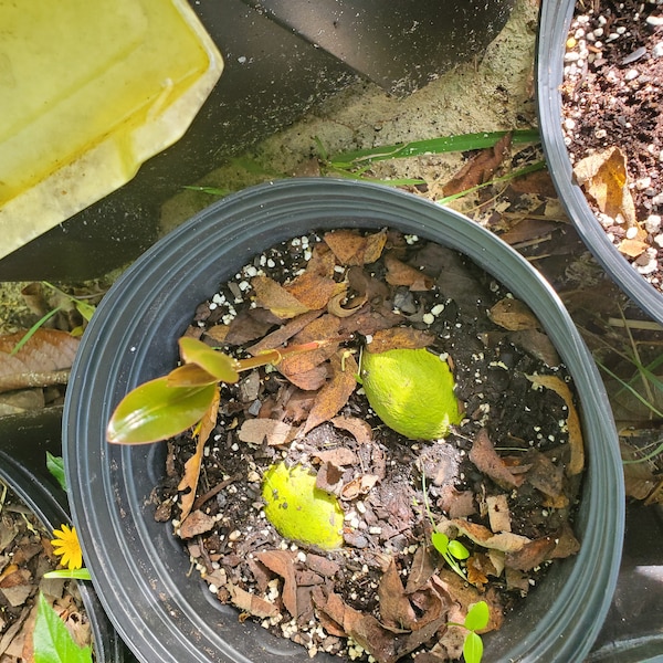 30 SEEDS Bitter Melon Momordica Charantia Bitter Gourd Melon Cundeamor ...