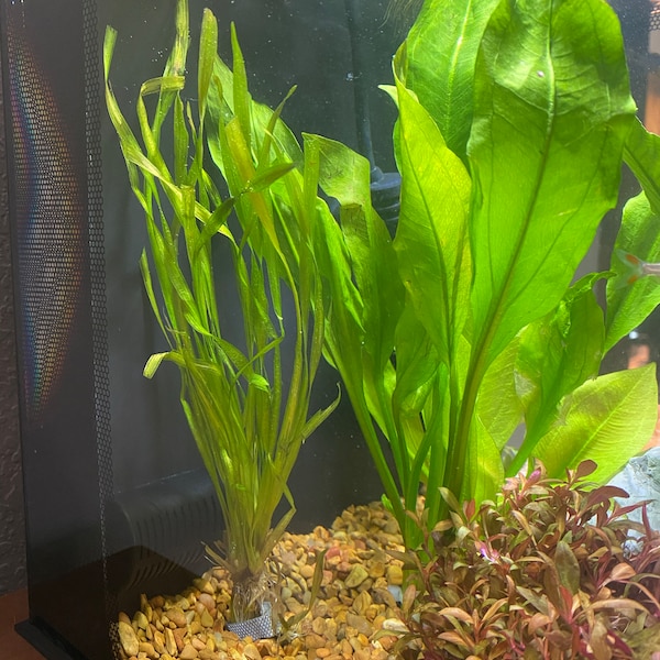 BUY 2 GET 1 FREE Corkscrew Val! (vallisneria Contortionist)-easy Live ...