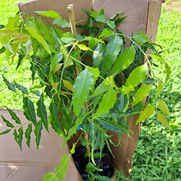 Neem Tree 2 Ft Tallno Ship CA and AZ - Etsy
