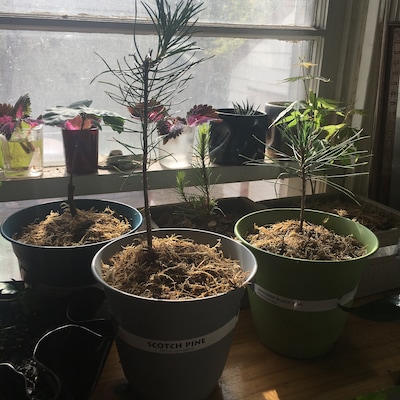 Bonsai Tree Bundle Collection of 5 Tree Seedlings the Jonsteen Company ...