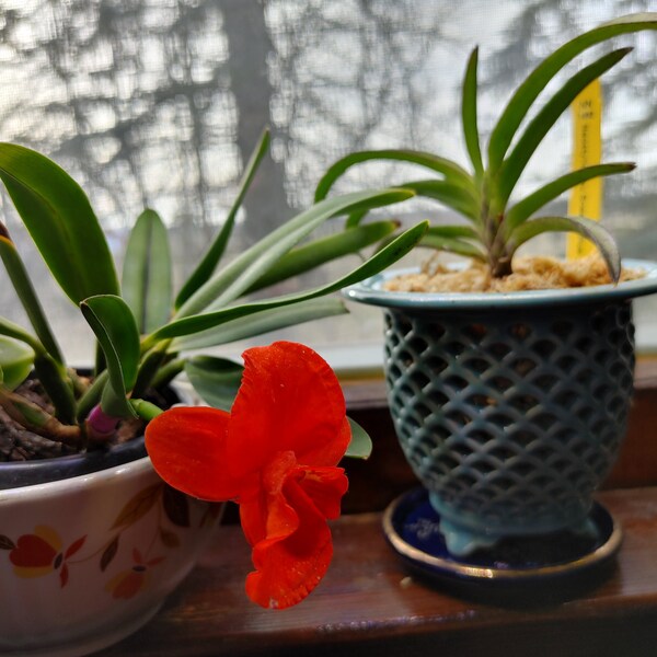 Furan Orchid Pot Fu Ran Pot Neofinetia Pot Fukiran Furan Pot Dendrobium ...