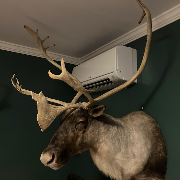 Dark Wide 5x4 Mule Deer Antler Horn Fake Skull Mount Taxidermy Rack Man ...
