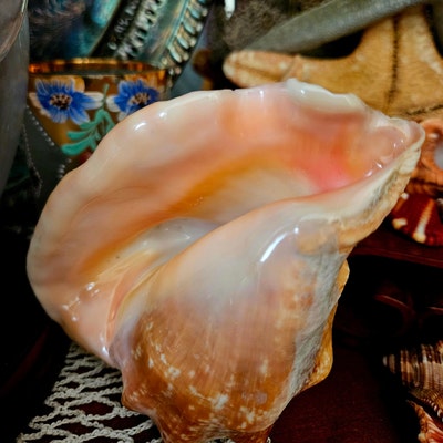 Large Specimen Grade 63.1mm CONUS Regius Royal, Crown Cone SEASHELL JB ...