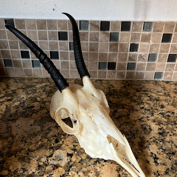 Real Oryx Horn - Genuine Gemsbok Horn Polished- Real Horns Antlers Arts ...