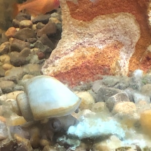 Super Snello 8oz Aquatic Snail Food Dehydrated Snail | Etsy
