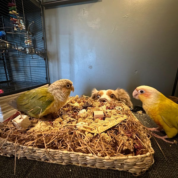 Botanical Bliss Seagrass Foraging Tray - Rose Blossom - Foraging Tray ...