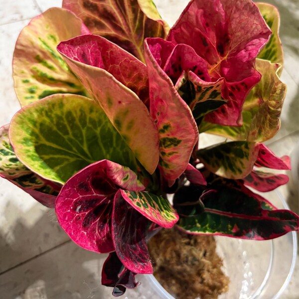 Codiaeum Pictum Variegatum/croton Rose - Etsy