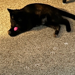 Marinated Catnip Toys for Cats Catnip Stuffed Raviolis/toys for Cats ...