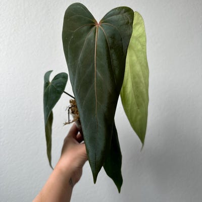 Teruno Pothos Venus Epipremnum Aureum 'venus' Terunoworld - Etsy