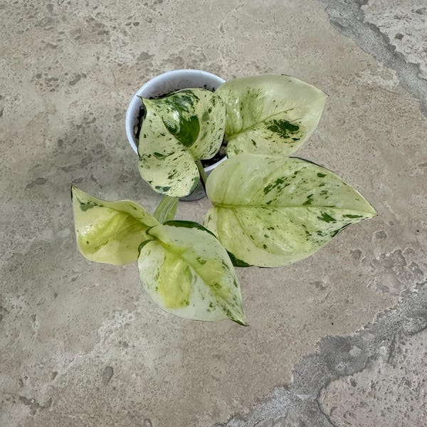 Carnival Pothos Teruno Series Epipremnum Aureum Carnival Terunoworld ...