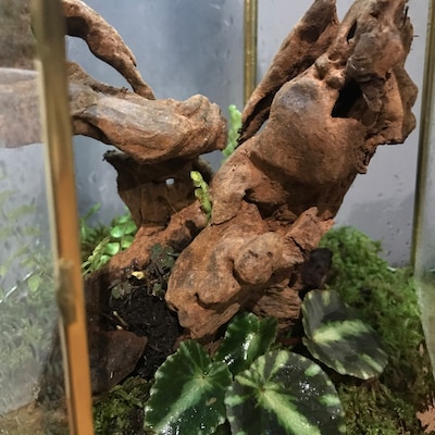 CHEAP Random BOGWOOD 20-30cm Fish Tank Root for Java Fern Moss Live ...