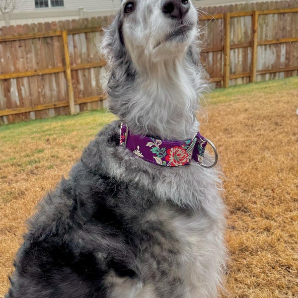 Martingale Collar, Dog Collar, Sighthound Collar, Galgo Collar ...