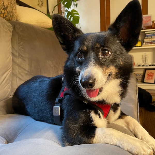 Fi Series 2 Collar Adapter - Etsy