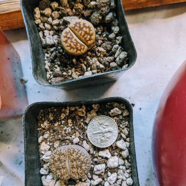 Lithops Rock Succulent Plant One Potted Plant - Etsy