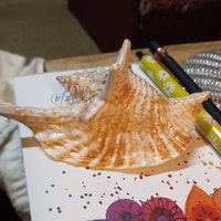 Strawberry Top Seashells clanculus Puniceus Craft Shells 1/23/4 5 ...