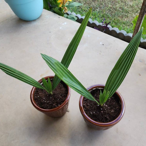 Rare Palm Trees 10 Dwarf Palmetto (Sabal Minor) Palm Seedlings - Hardy ...
