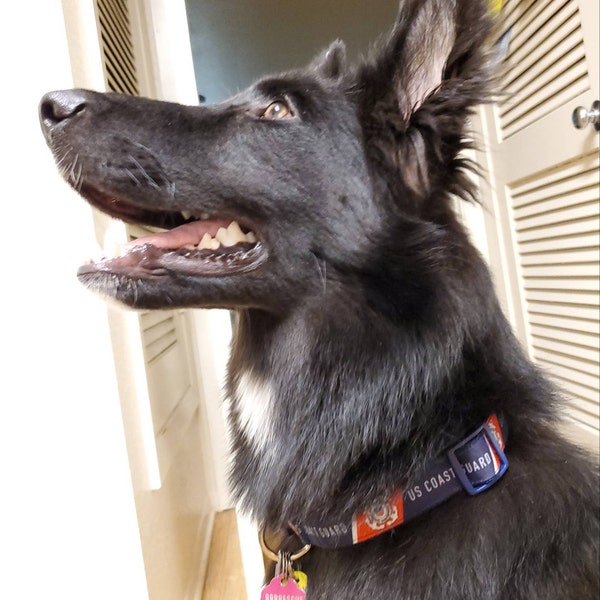 US Coast Guard Dog Collar With Optional Matching Leash ALL SIZES - Etsy
