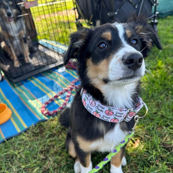 Dog Collar/fresh Out of Fus Dog Collar/ Flower Dog Collar/ Cussing Dog ...