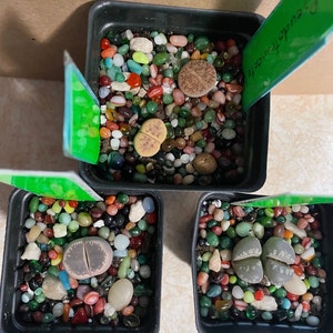 Live Limited Rare Lithops Olivacea C109 / Lithops Olivacea / Exotic ...