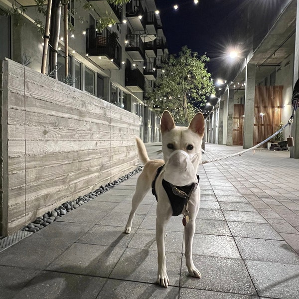 Smuzzle: A Soft Muzzle That Lets Your Dog Smile - Etsy