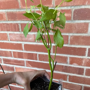 Cornus Sericea 'cardinal' - Red Twig Dogwood - 4" Pot Size Plant - Etsy