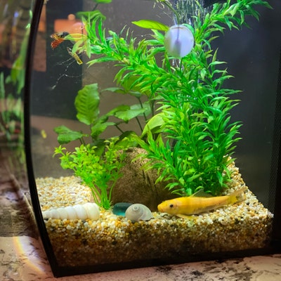Snail Snacks 8oz, Food Pellets, Mystery Snail, Ramshorn Snail, MTS ...