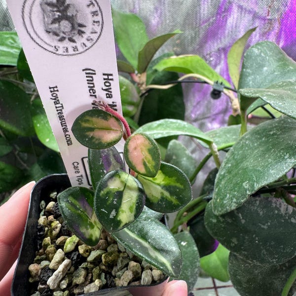 Hoya 'mathilde' (inner Variegated) | 2-inch | Exact Plant | Free Live ...