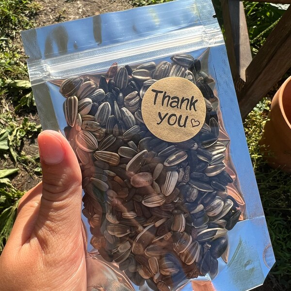 Rare Giant Indian Corn Seeds X50 Easy to Grow Colorful Massive Ears - Etsy