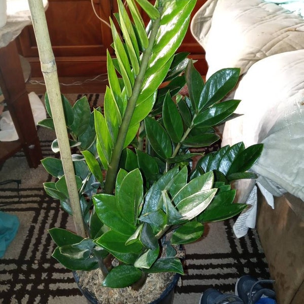 Mican Philodendron | Velvet Leaf Philo | Indoor & Outdoor Live Tropical ...