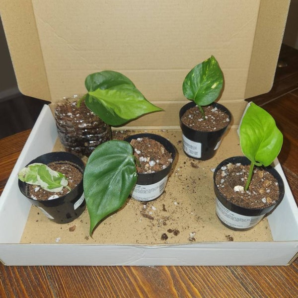 Rare Varigated String of Pearls | String of Hearts | String of Spades ...