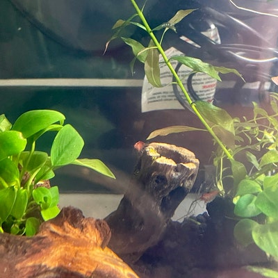 5x Cryptocoryne Wendtii 'bronze', Slow Growing Low Tech Live Freshwater ...