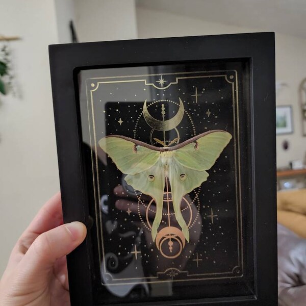 Framed Luna Moth Shadow Box: Gold Star Tarot Print Gothic Wall Decor - Etsy