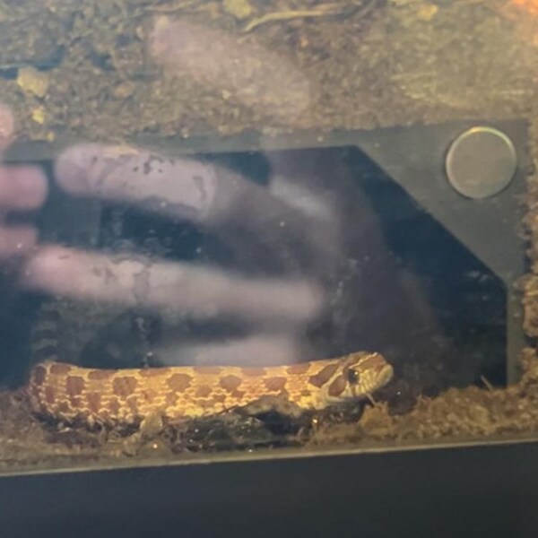 XL Hoggy Hide. Burrow Hide. Snake Hide for Western Hognose, Colubrids ...