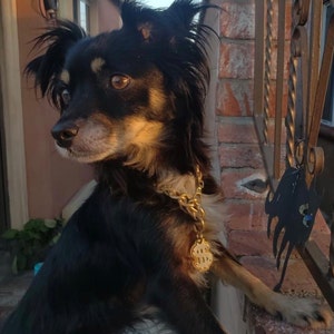 Dollar Sign Pet Tag - Etsy