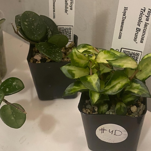Hoya Lacunosa 'tricolor Bruno' | 2-inch | Exact Plant | Free Live ...