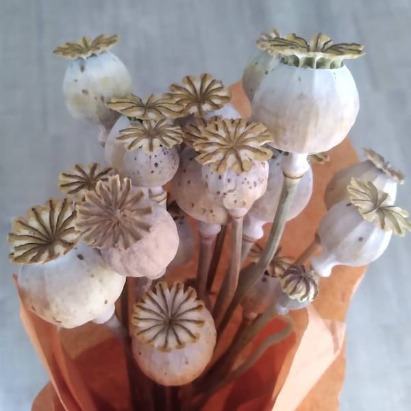 Dried Flower Bouquet Collection - Etsy