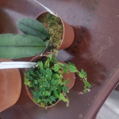 Dragon Fruit, Hylocereus 'edgar's Baby' Rooted Plant Shipped in 3 Pot ...