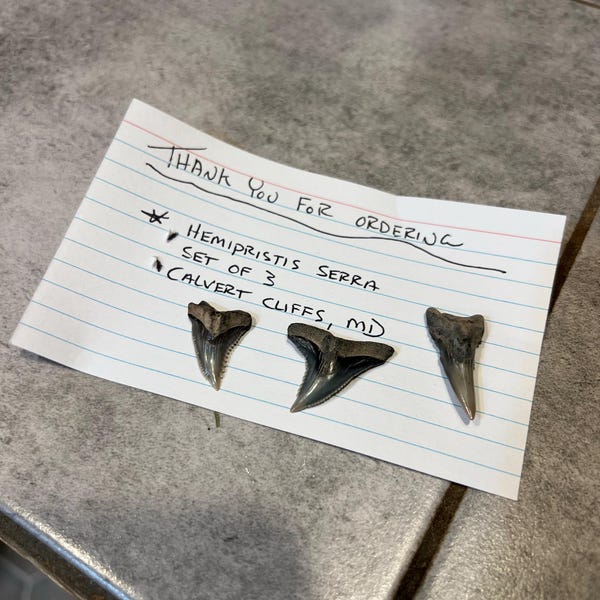 Carcharodon Hastalis Fossil Shark Tooth/calvert Cliffs Maryland ...