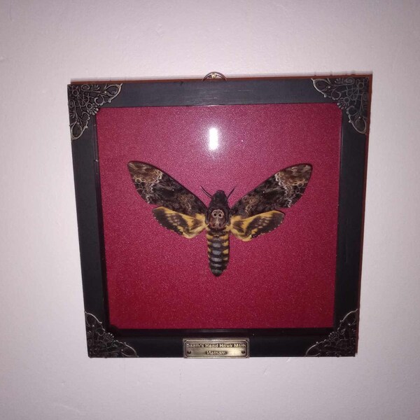 Real Framed Death Head Moth Acherontia Frame Dried Butterfly Skull Dead ...