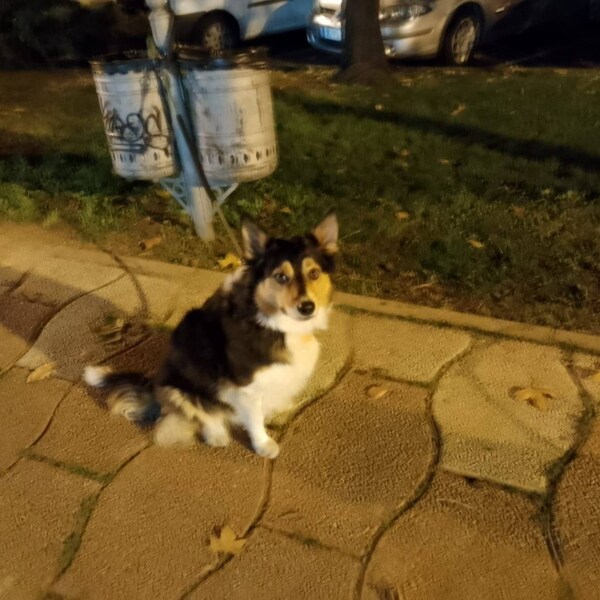 Spacex Cosplay ID Card Authentic Replica for Space Enthusiasts - Etsy