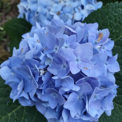 Diesel Only Powerstroke, Cummins, Duramax, Skeleton, Dodge, Funny Die ...