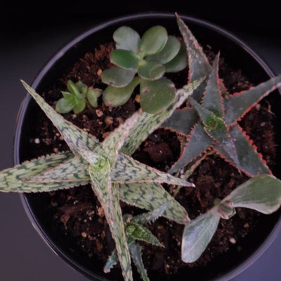 Aloe Christmas Sleigh, Cactus, Succulent, Exotic Life Plant, Rock ...