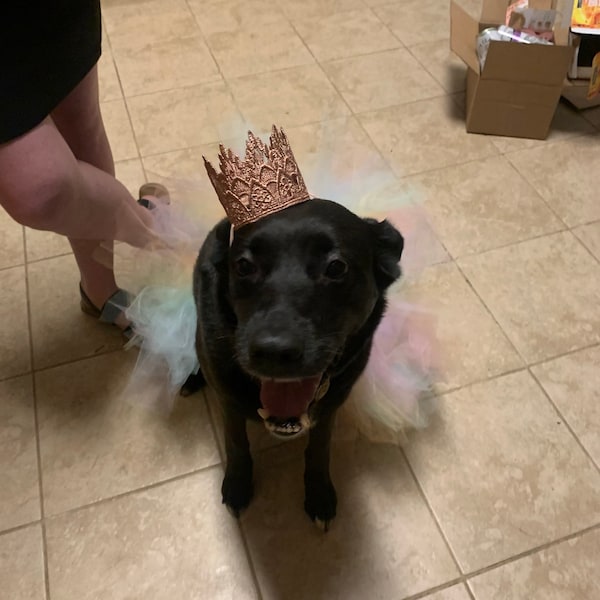 Gold Dog Birthday Crown - Puppy Cake Smash Crown - Pet Birthday Crown ...