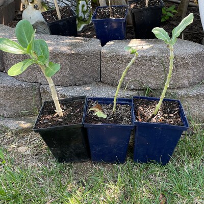 33 Bilva Patra LEAVES Aegle Marmelos Bael Bel Patra Bhagavan - Etsy