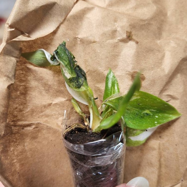 Philodendron White Princess #2 Starter Plant (ALL STARTER PLANTS ...