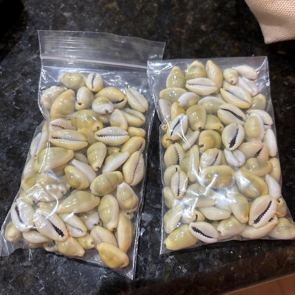 Calico Atlantic Scallop Seashells Argopecten Gibbus (10 Shells Approx ...