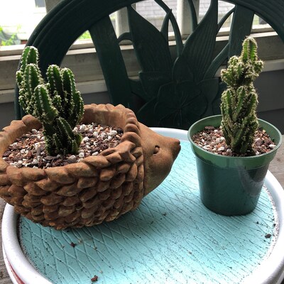 Acanthocereus Tetragonus fairy Castle Triangle Cactus Live Plant - Etsy