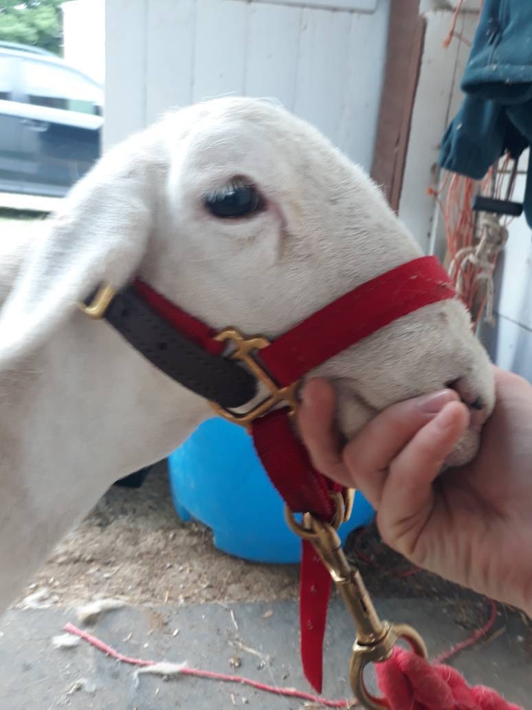 adjustable goat halter with nylon chin strap